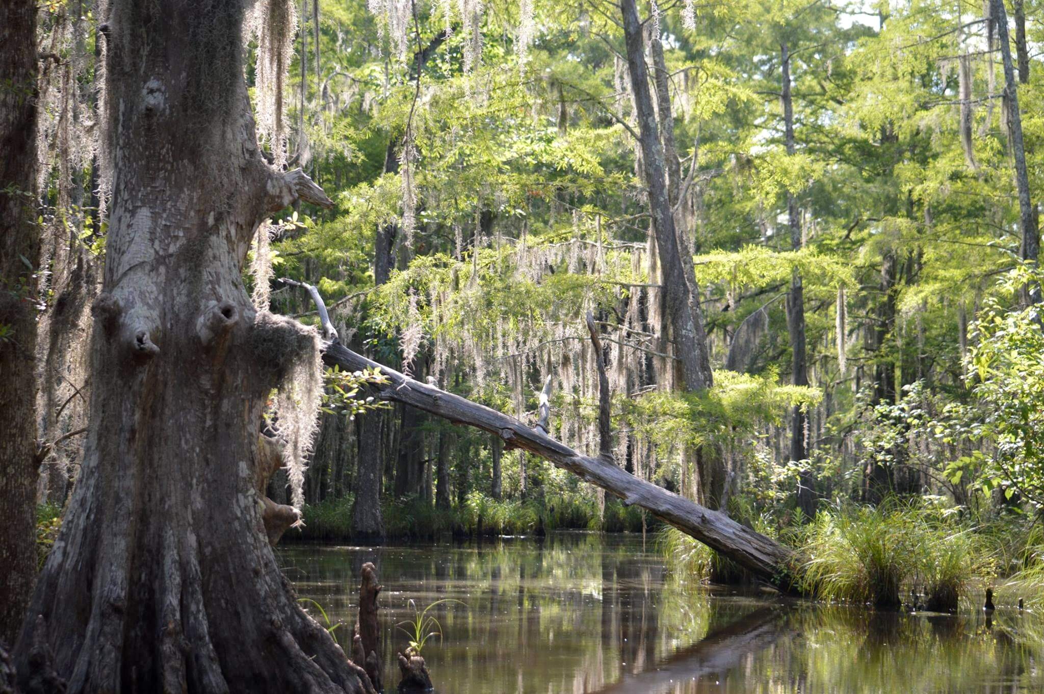 New Orleans French Quarter Tours - FrenchQuarter.com